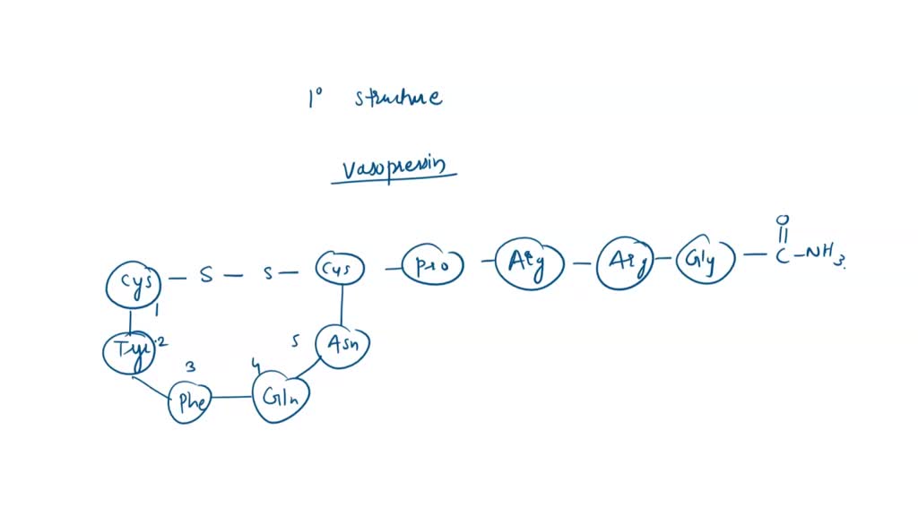 SOLVED: Draw structures of two important human peptides that have ...