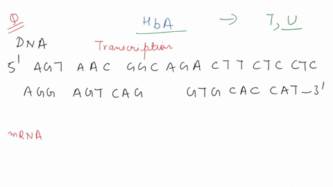 Transcribe the following DNA sequence from HbA. Record your...