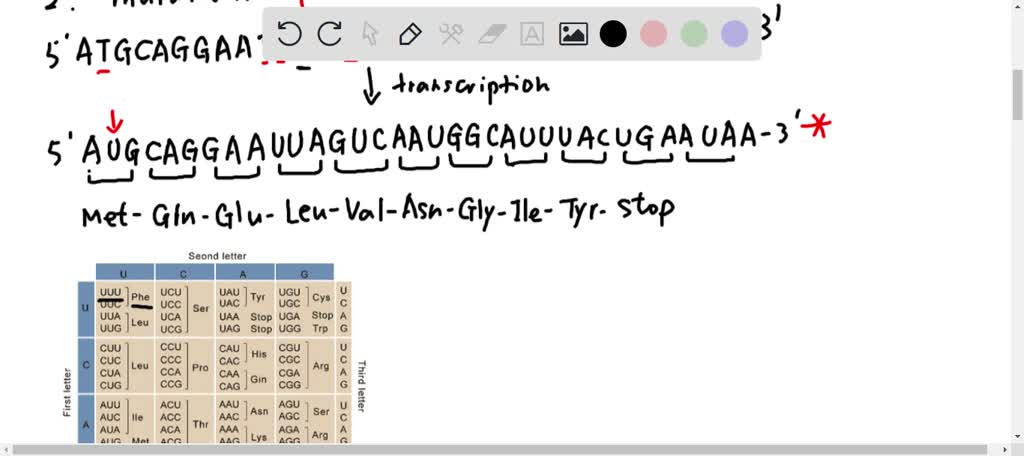 SOLVED: 2. Now, draw the DNA molecule below (including the 5 ...