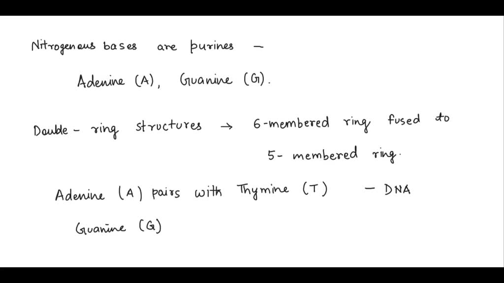 SOLVED: 1. The nitrogenous bases of DNA and RNA fall into two different ...