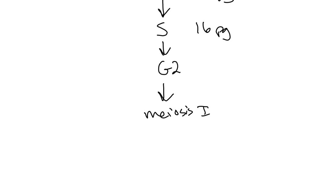 SOLVED: If the amount of DNA in a diploid cell during G1 phase prior to ...