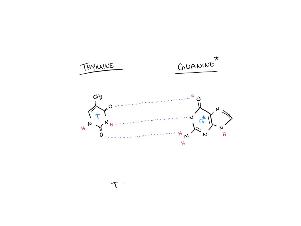 SOLVED: Nucleotide bases can undergo tautomerization, which involves ...