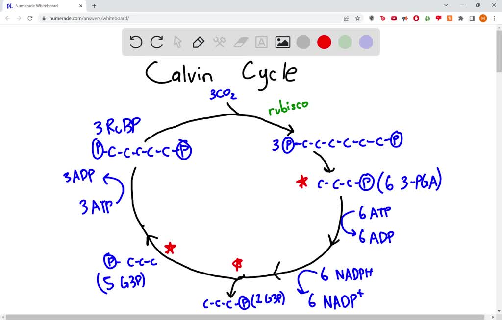 SOLVED: In the carbon reduction phase of the Calvin cycle, electrons ...