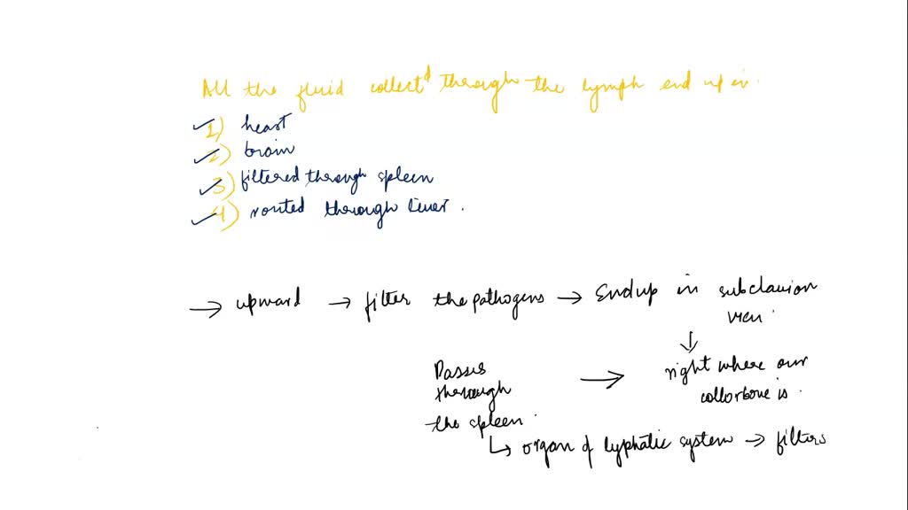 SOLVED: Where does all the fluid collected as lymph eventually end up ...