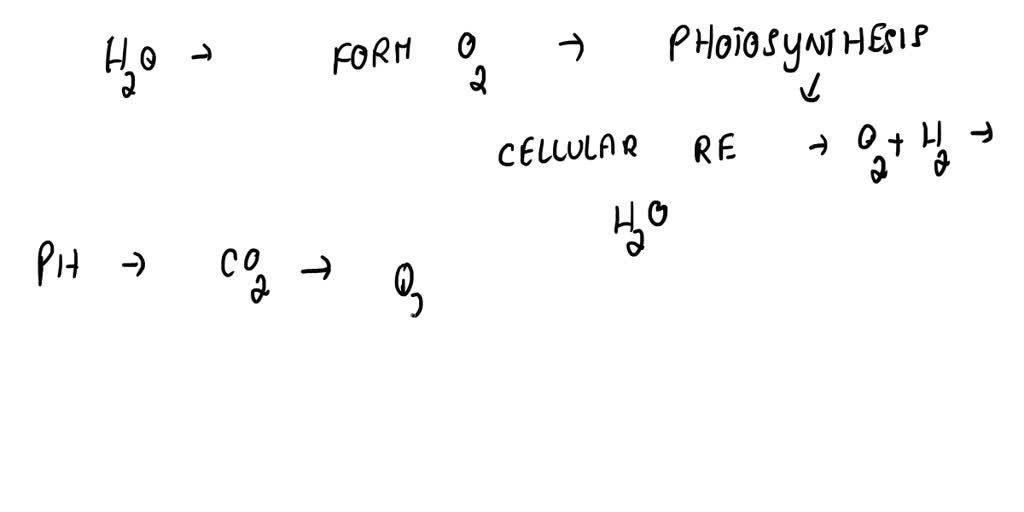 Solved Output 1 Oxygen 2 Carbon Dioxide 3 Water 4 Sunlight 5 Glucose 6 Chlorophyll 7 
