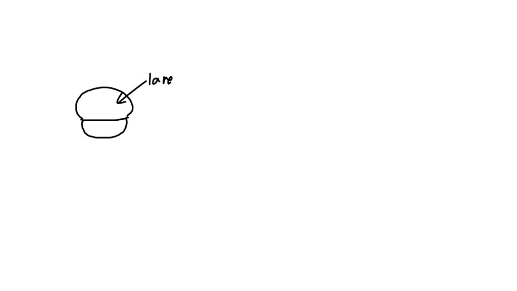 SOLVED: The bacterial ribosome is composed of two subunits called the ...