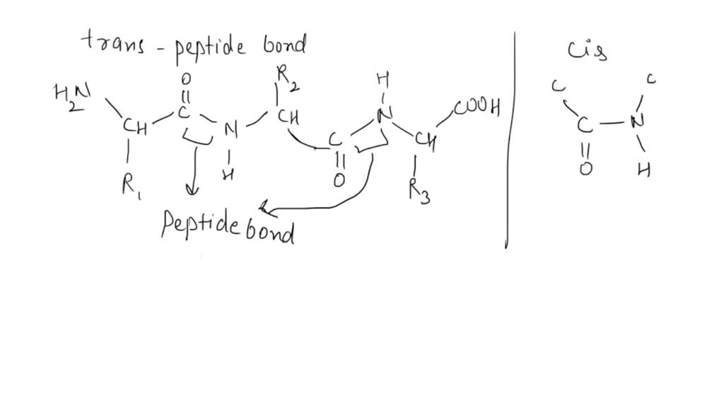 SOLVED: The reason that the trans conformation of the peptide bond is ...