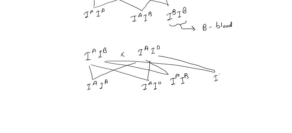 SOLVED: A man with AB- blood marries a woman with O+ blood. There first ...