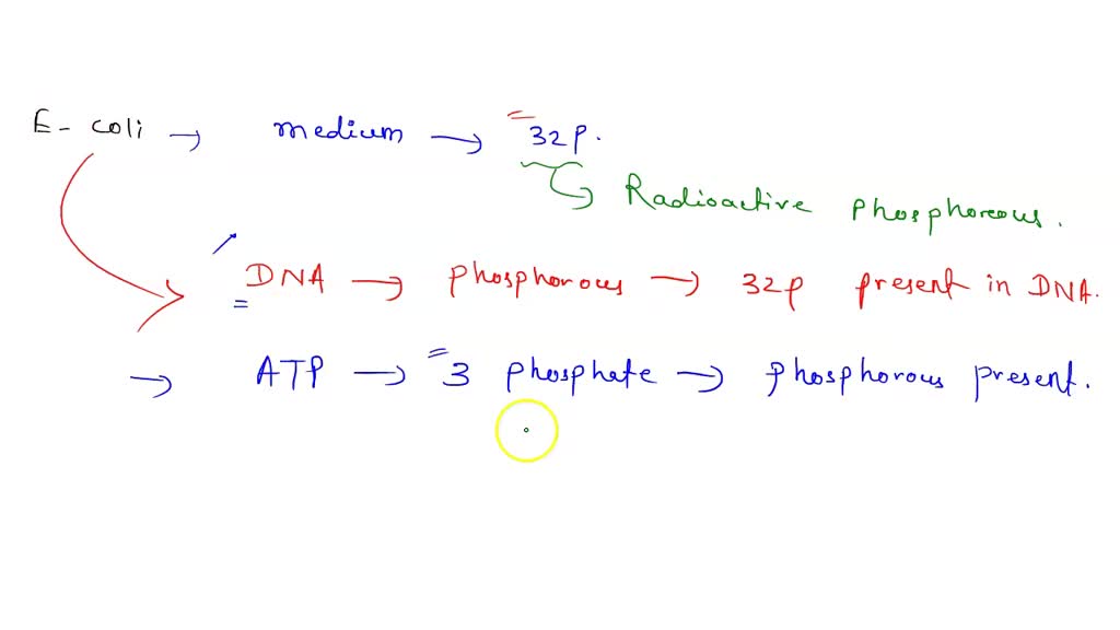 SOLVED: 3. If E. coli were grown in a medium containing the radioactive ...