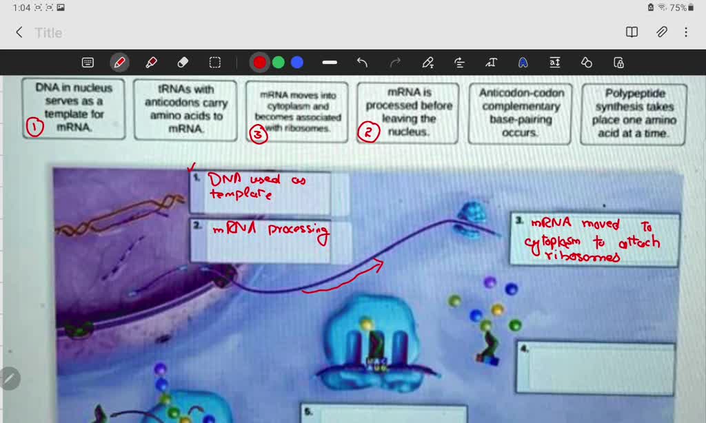 SOLVED: Place the following steps in the correct order to represent the processes Involved in ...