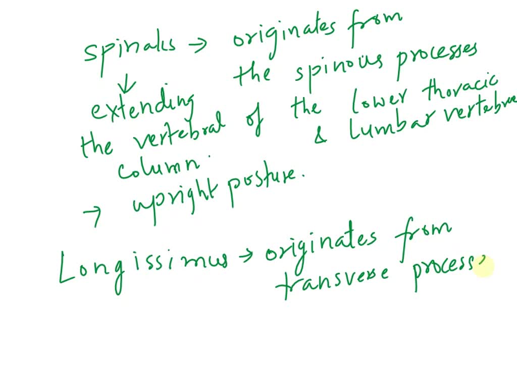 SOLVED: Label the deep back muscles of the cadaver by clicking and ...