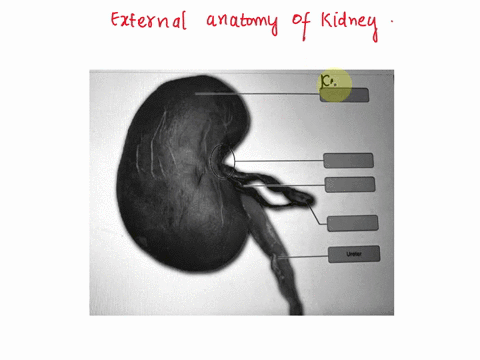 AP Lab Activity (Anatomy of the Urinary System) Exercise 40 Review ...
