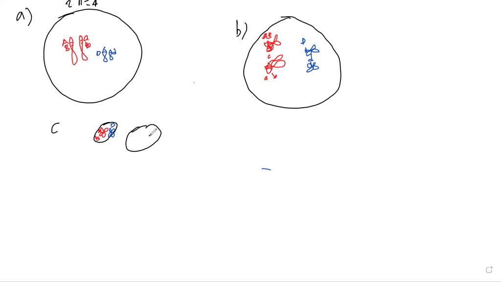 SOLVED: Question 1: Please consider gametes in animals.Part a. Are ...