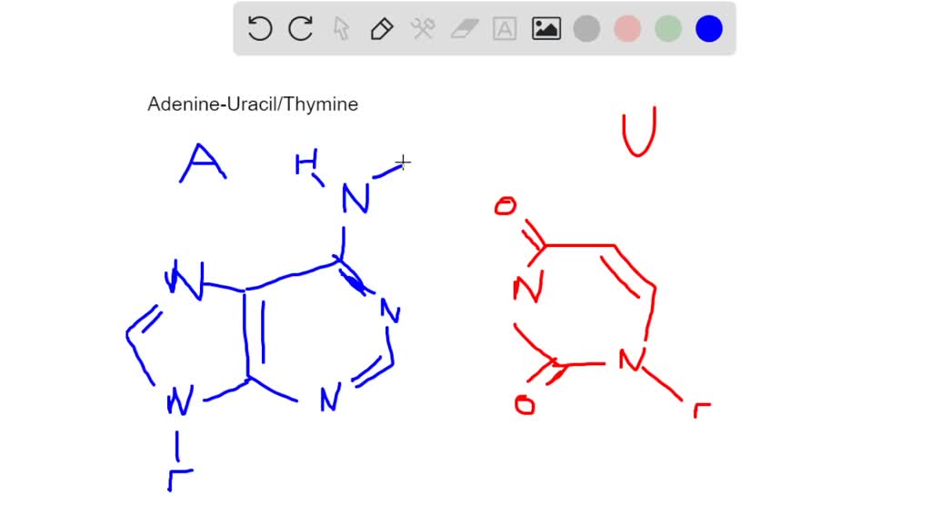SOLVED: Diagram the pairing between adenine and uracil. Are there any differences in the way ...
