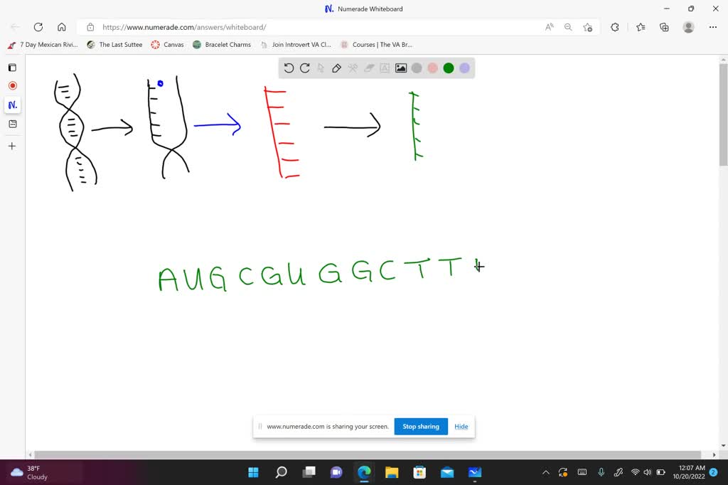 SOLVED: Place the steps for the formation of the enzyme pepsinogen in ...