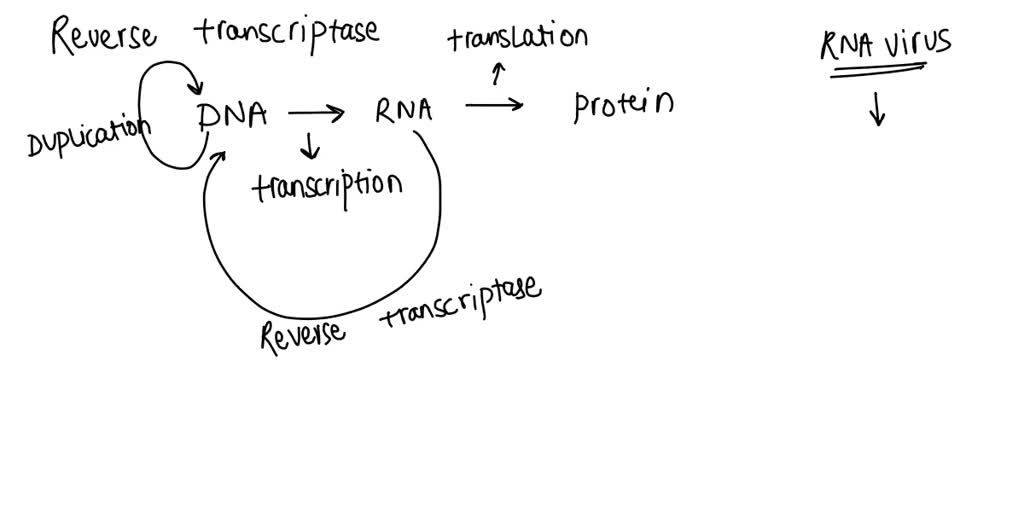VIDEO solution: 3. Reverse transcriptase is a viral enzyme that ...