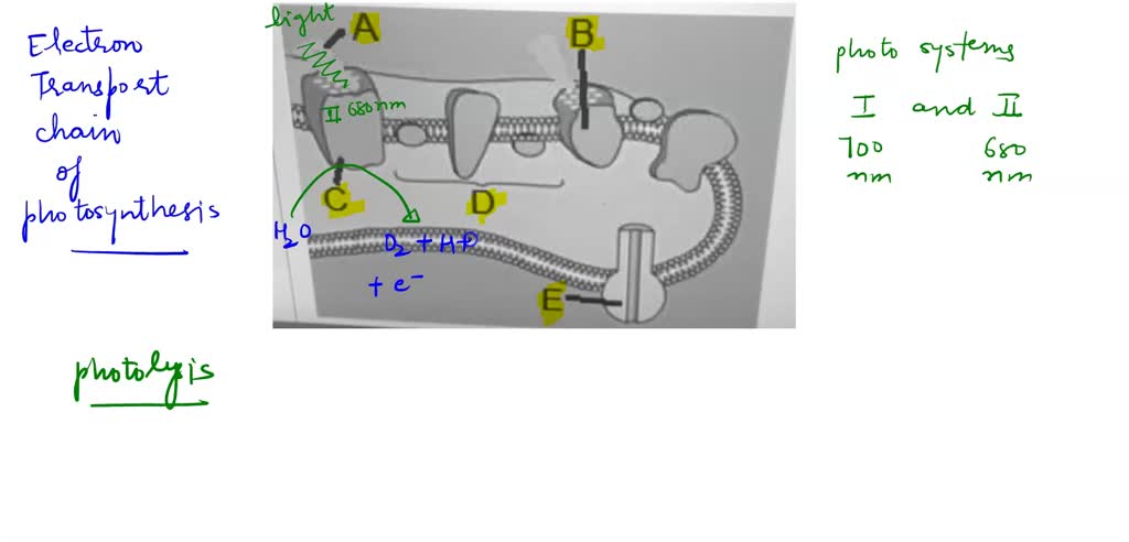 SOLVED: Question 1 Match Ihe labels in the following diagram with the ... SOLVED: Question 1 Match Ihe labels in the following diagram with the ...