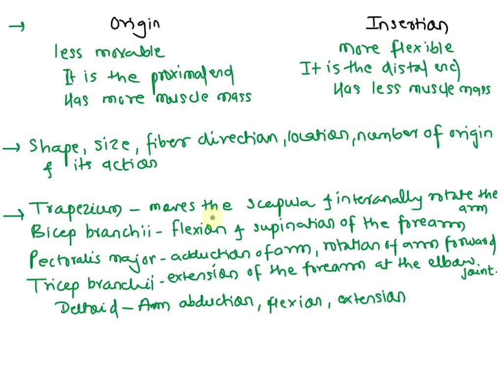 SOLVED: What is the difference between the origin and insertion of a ...