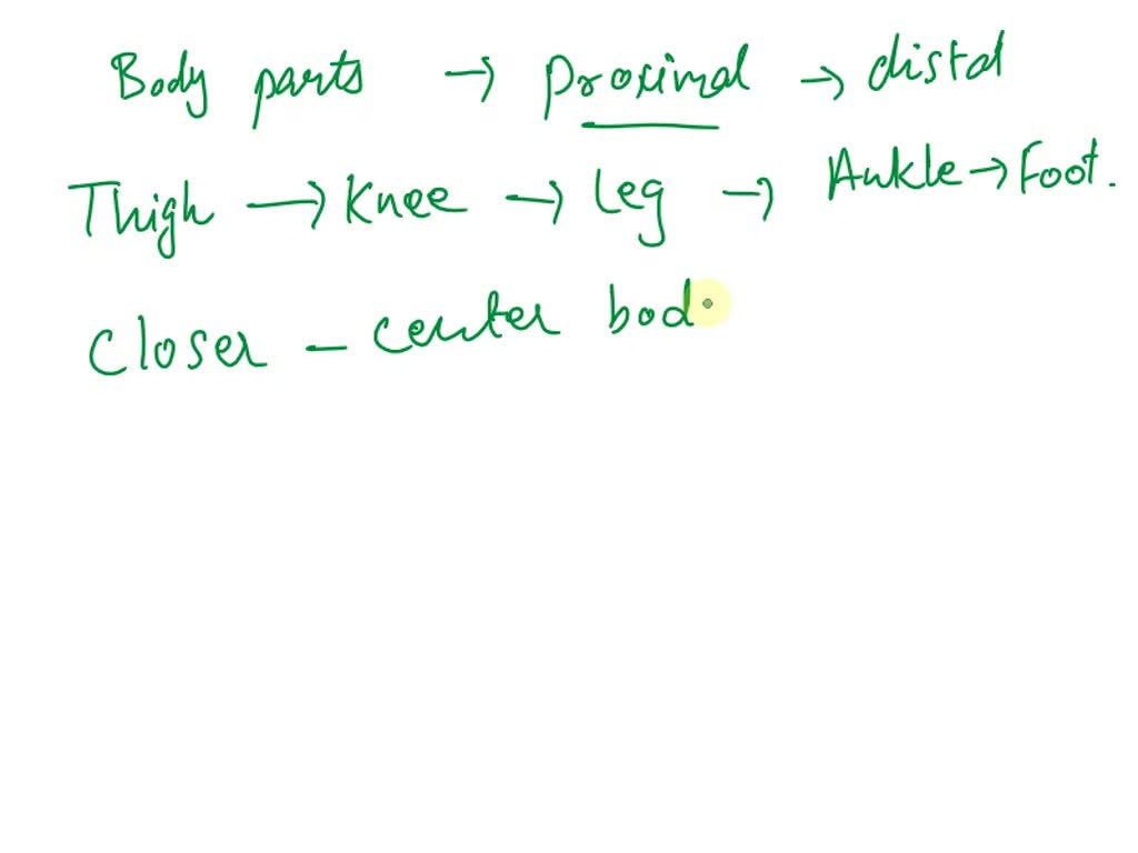SOLVED: What is the correct sequence of bones in the lower limb from proximal to distal? What is ...
