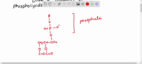Draw the skeletal structure of a soap. Label the hydrophobic...