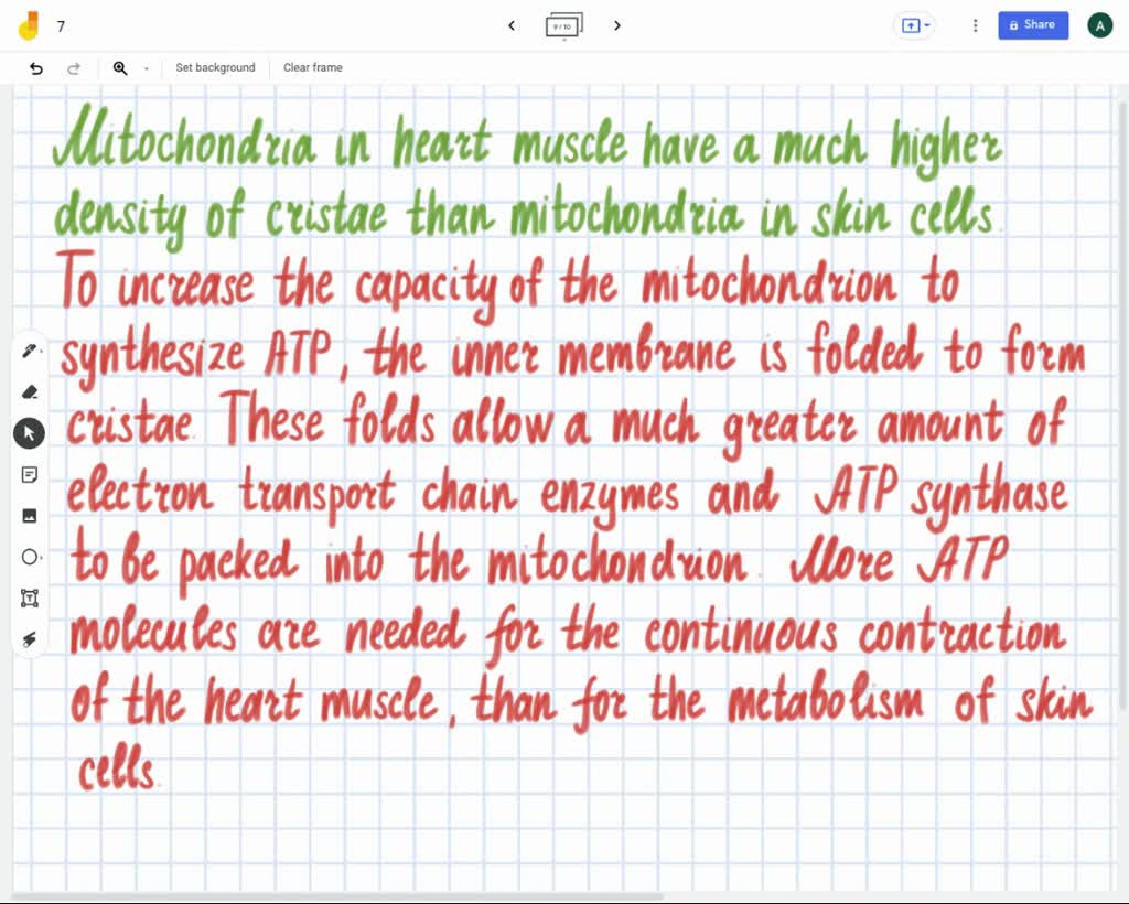 SOLVED: Electron micrographs show that mitochondria in heart muscle ...