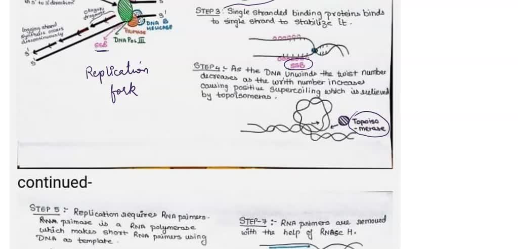 SOLVED: Make a diagram (or multiple diagrams) indicating the steps and the enzymes involved in ...
