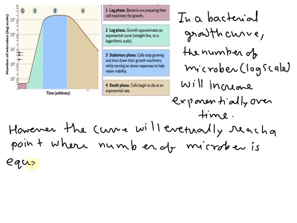 SOLVED: Why don't we reach zero in a bacterial growth curve? Why doesn ...