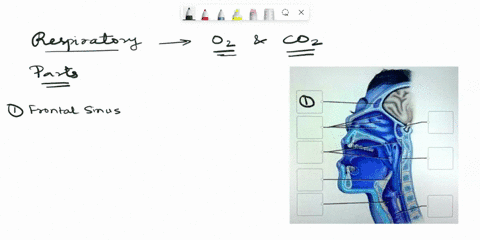 label the features of the upper respiratory tract in the cadaver image ...