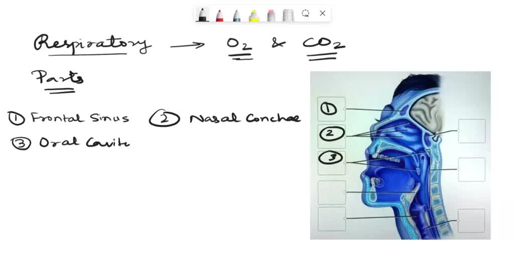 SOLVED: Label the respiratory structures located in the head and neck ... SOLVED: Label the respiratory structures located in the head and neck ...