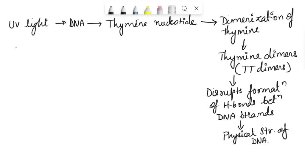 SOLVED: UV Iight damages DNA What bases in the DNA specifically does it ... SOLVED: UV Iight damages DNA What bases in the DNA specifically does it ...