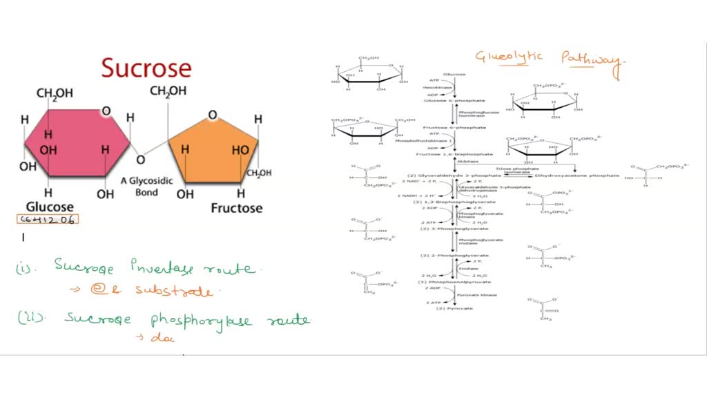SOLVED: Sucrose, through its hydrolysis products, can enter the ...