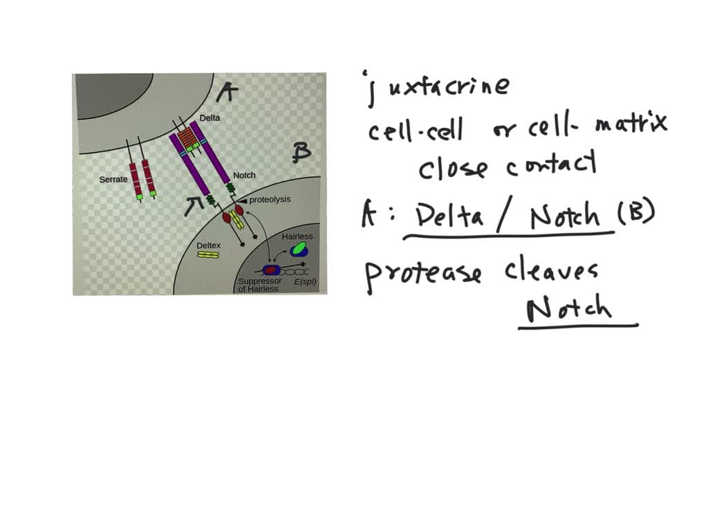 SOLVED: Write a description of how the Notch receptor is activated and ...