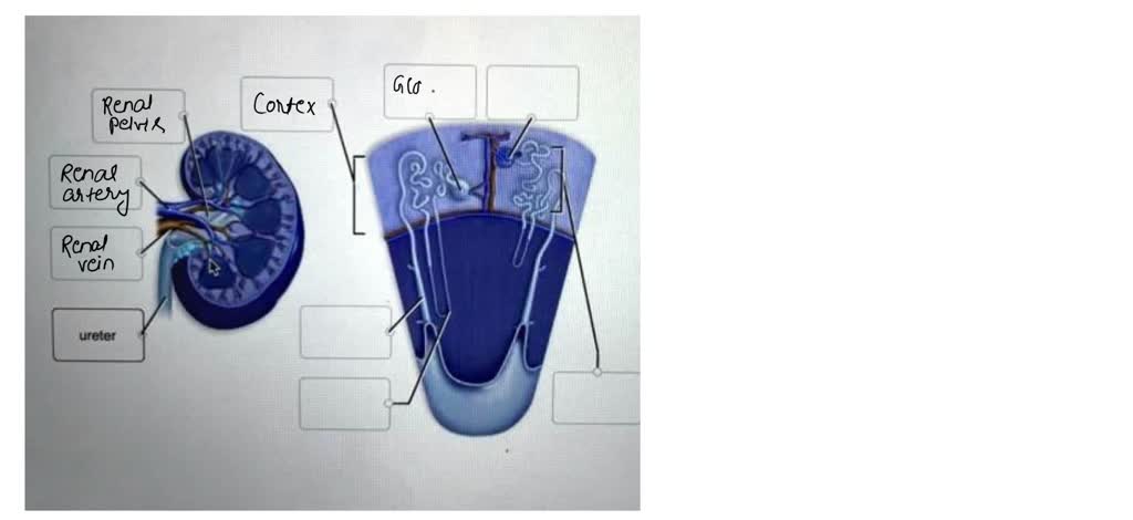 SOLVED: Correctly label the following anatomical parts of a kidney Ureter Renal pelvis Renal ...