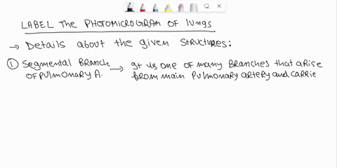 label the photomicrogram of the lung segmental branch of pulmonary a ...
