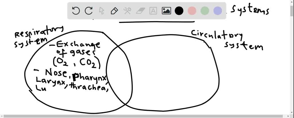 SOLVED: Learning task 2: Draw a Venn Diagram of Respiratory and ...