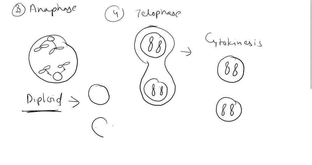 SOLVED: Text: Name of Phase Draw in cells with the proper number of ...