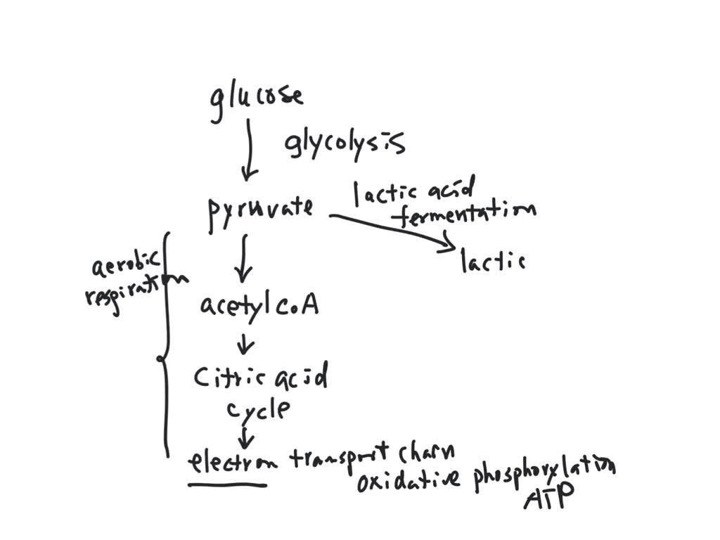 SOLVED: "How was lactate produced during such intense physical effort ...