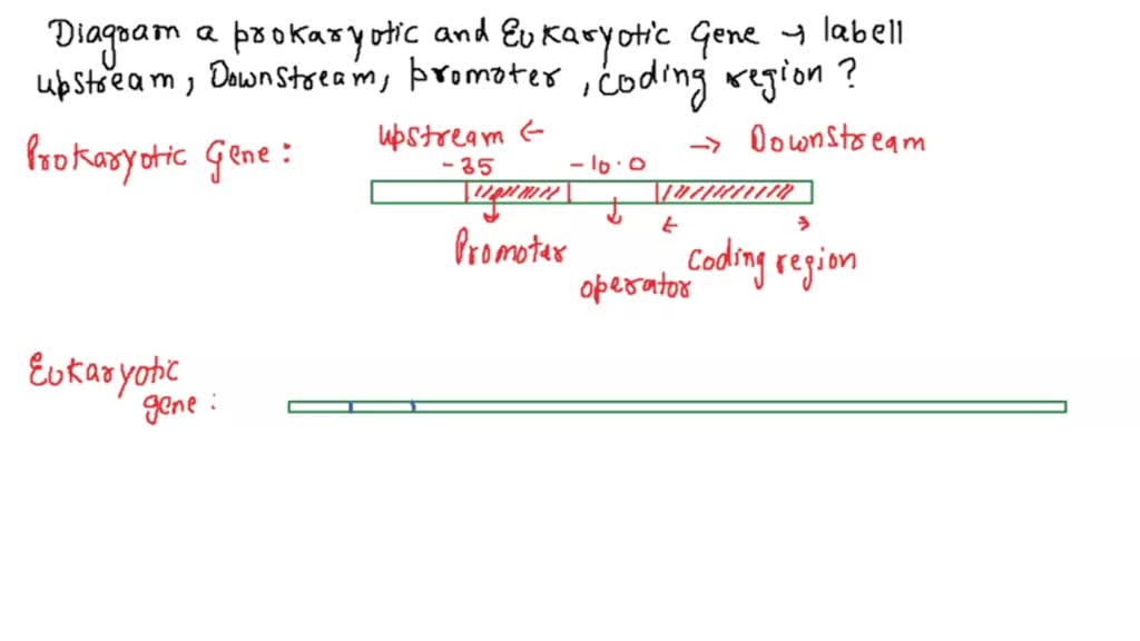 SOLVED: QUESTION Diagram prokaryotic gene, labeling the upstream and ...