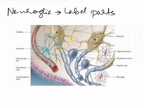 correctly label the following anatomical features of the neuroglia ...