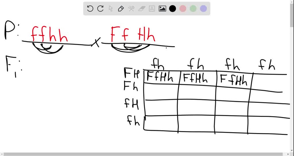 SOLVED: As a consequence of independent assortment of chromosomes during meiosis (the biological ...