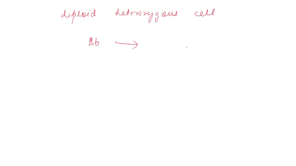 SOLVED: A diploid heterozygous cell with the genotype Bb undergoes ...