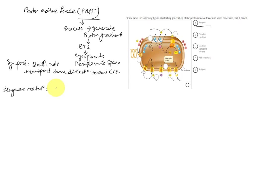 SOLVED: Please label the following figure illustrating generation of ...