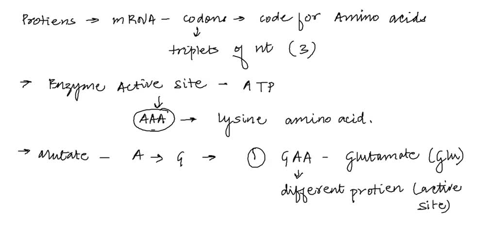 SOLVED: An amino acid at the active site of an enzyme that binds ATP is ...