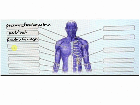 Chapter 13: Gross Anatomy of the Muscular System ercise 13 Review Sheet ...