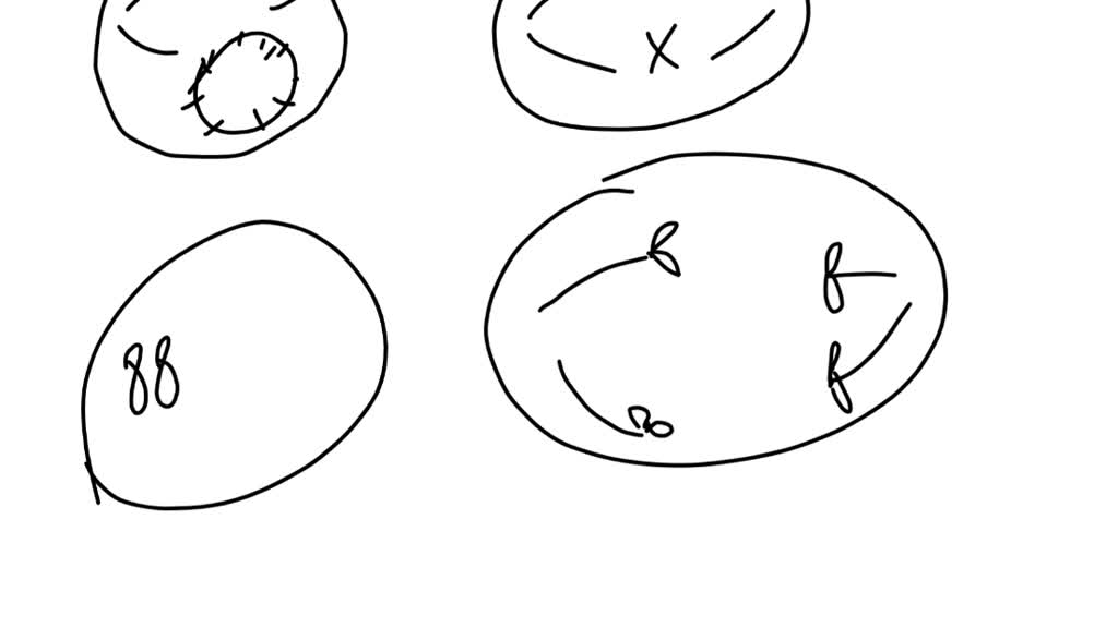Sentence 1: The cytoplasm pinches in half. Sentence 2: The centromeres ...