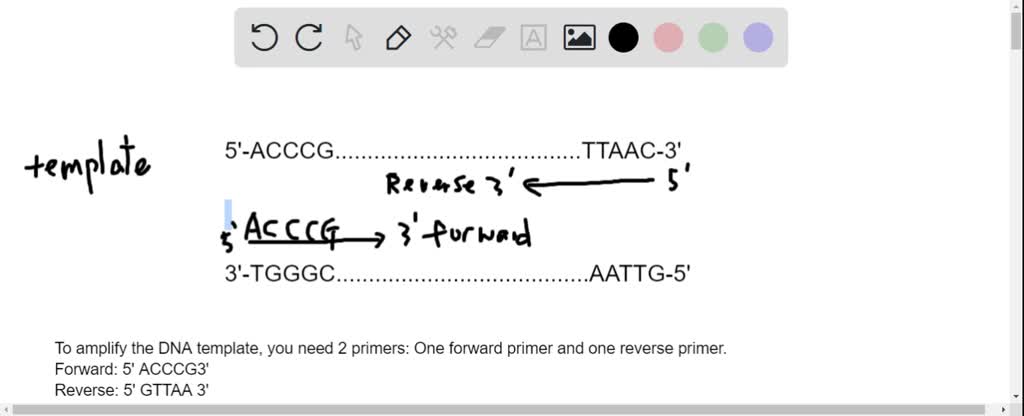SOLVED: Design a set of 5 bp primers you could use to amplify the ...
