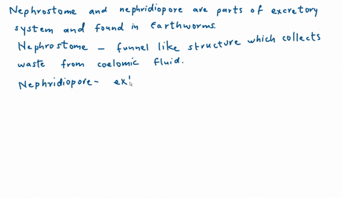 The nephrostome and nephridiopore are part of what excretion...