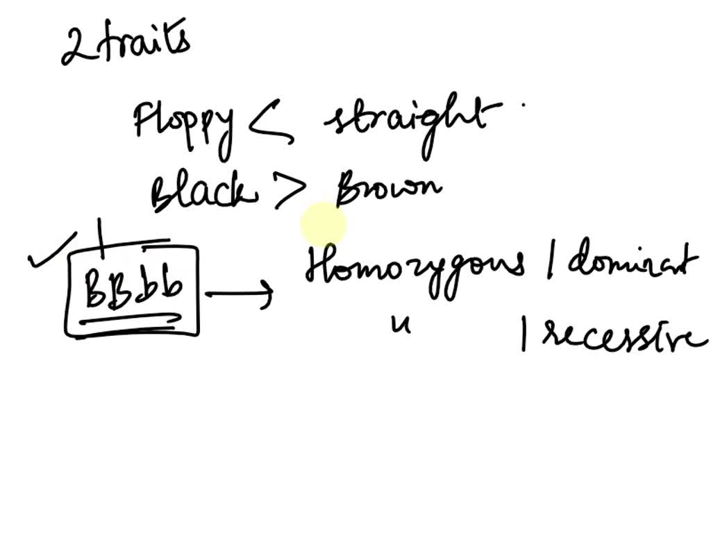 SOLVED: Genetics of Traits: Floppy Eared Bunnies in Rabbits Black hair ...