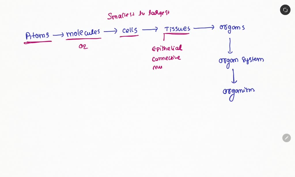 Solved Explore Arrange The Matter From Largest To Smallest Organ Molecule Organelle Atom