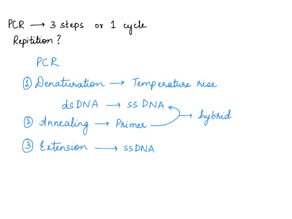 SOLVED: 17. PCR happens in 3 steps (denaturing, annealing; extending ...